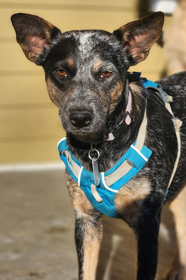 Expert Dog Trainer & Behaviorist | Troubles Behind Me Canine Training