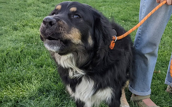 Expert Dog Trainer & Behaviorist | Troubles Behind Me Canine Training